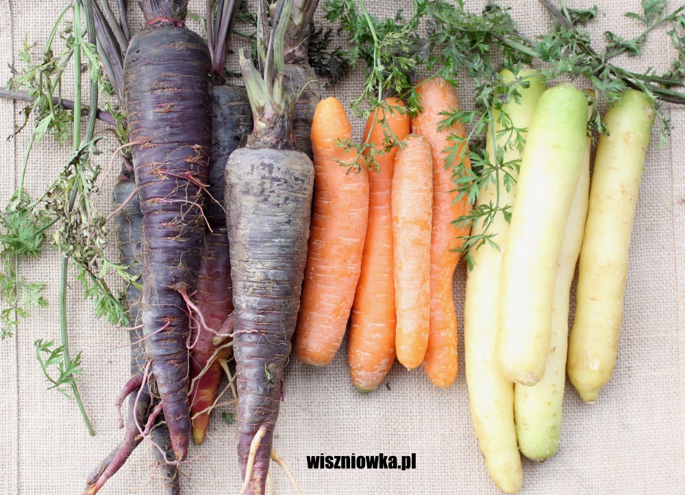 Marchew fioletowa, pomarańczowa czy biała - którą wybrać? - Wiszniówka